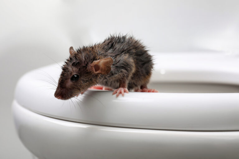 The Importance Rats & Drains - Chase Pest Control